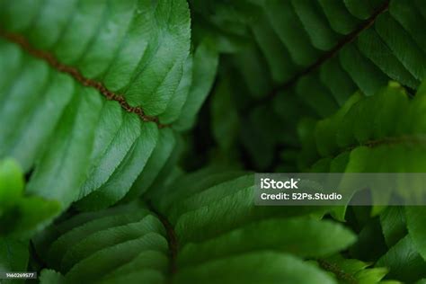 클로즈업 매크로 밝은 녹색 잎 고사리 질감 열대 우림 식물이 부드러운 초점 배경에 있습니다 생물학 잎 식물 바탕 화면 배경 무늬 웹 사이트 표지 배경 생태 또는 환경 배너