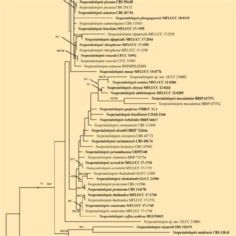 phylogram generated from raxml analysis based on combined its tef1 α