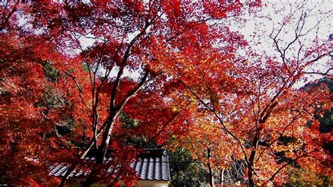 By Id Photohito