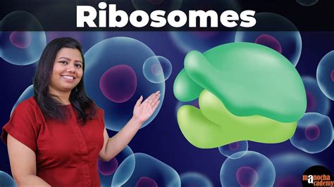 Ribosome Function And Structure Youtube