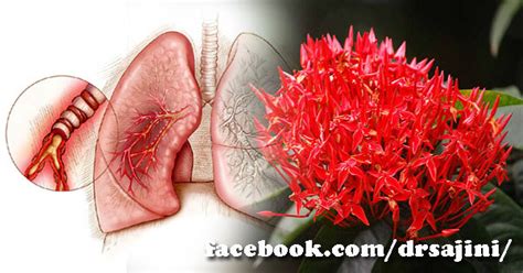 நெஞ்சக சளியை கரைத்து பல நோய்களுக்கு உடனடி நிவாரணம் தரும் இந்த பூ பற்றி உங்களுக்கு தெரியுமா