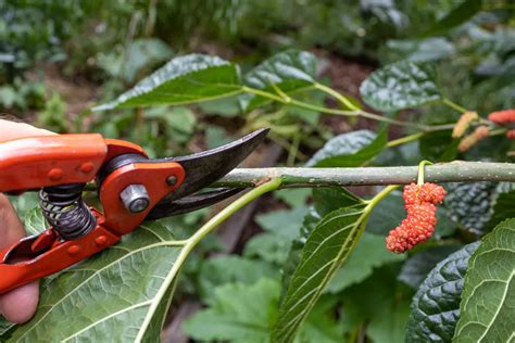 How To Prune A Mulberry Tree Owens Brothers Tree Service Removal