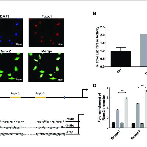 foxc1 directly regulated transcriptional activity of runx2 by binding