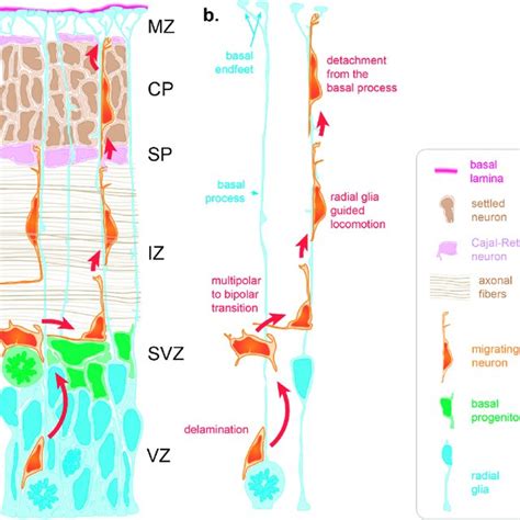 Radial Migration In The Developing Cortex A Radial Migration Relies