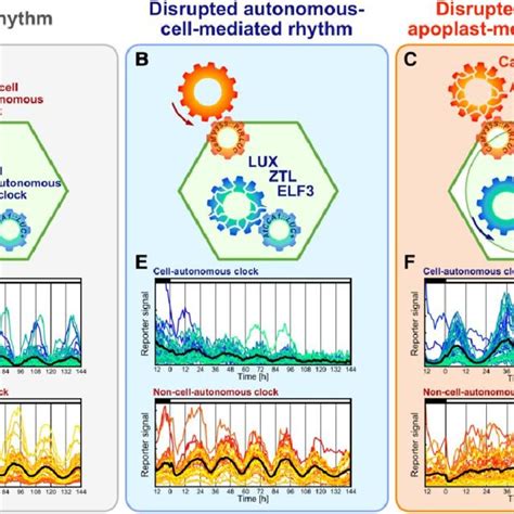 Cell Autonomous And Non Cell Autonomous Mediated Circadian Rhythms In Download Scientific