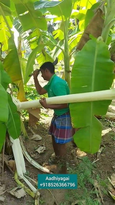 வாழைதண்டை அதிக நாட்கள் சேமித்து உணவிற்கு பயன்படுத்த முடியுமா Youtube