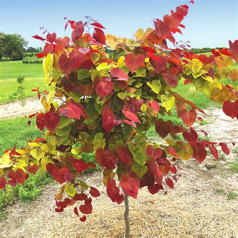 Flame Thrower® Redbud Trees For Sale