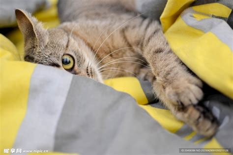 猫摄影图 家禽家畜 生物世界 摄影图库 昵图网