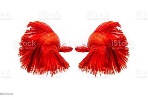 태국 싸움 생선 흰 배경에 고립의 붉은 아름 다운 치아의 이동 순간을 캡처하십시오 Dumbo Betta 물고기 가축에 대한 스톡