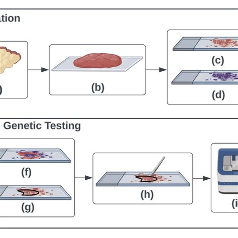 Diagram Of Manual Workflow Of Tissue Slide Review Tsr There Are Ten