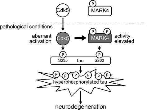Working Model Of Hyperphosphorylation Of Tau Via Activation Of Cdk5 And Download Scientific