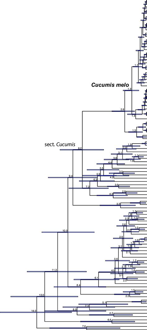 Chronogram From Bayesian Relaxed Molecular Clock Analysis Of Cucumis