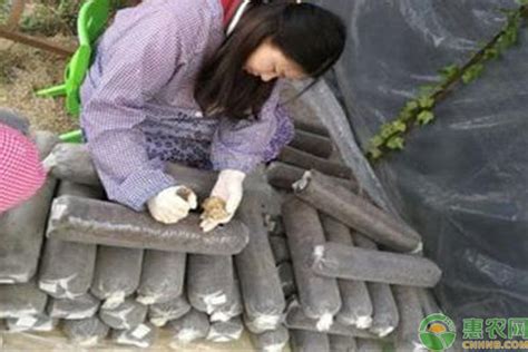 香菇菌棒如何接种？ 惠农网
