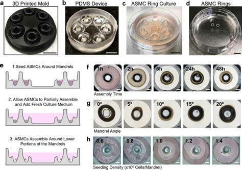 Cell Contact Mediated Assembly Of Asmc Rings In Pdms Cell Culture