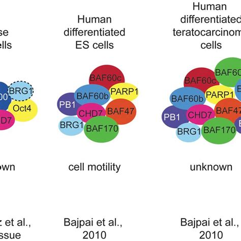 Cell Type Specific Dna Binding Complexes Containing Chd7 Proposed Download Scientific Diagram