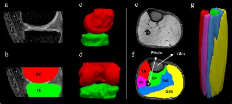 Example Images With Segmentation From The Two Experimental Datasets