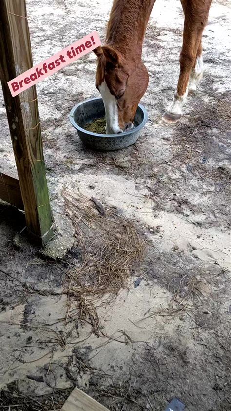 I Cannot Wait To Finish My Barn So Everybody Could Eat Installs Even