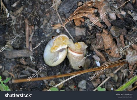 Shell Snails During Copulation Garden Stock Photo Shutterstock