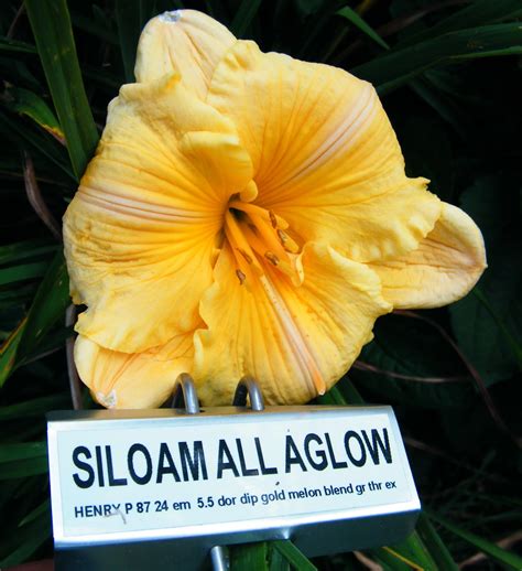 Siloam All Aglow Qb Daylily Gardens