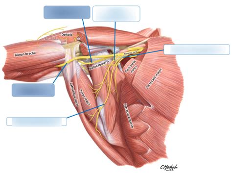 Brachial Plexus Posterior Cord Terminal And Minor Branches Diagram Quizlet