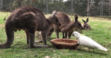 Cockatoo Steals Kangaroos Food Sharedots