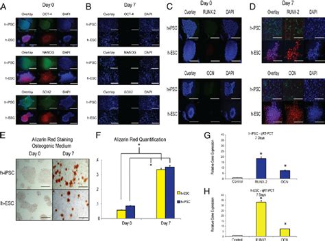 Osteogenic Differentiation Medium Stimulates In Vitro Osteogenic