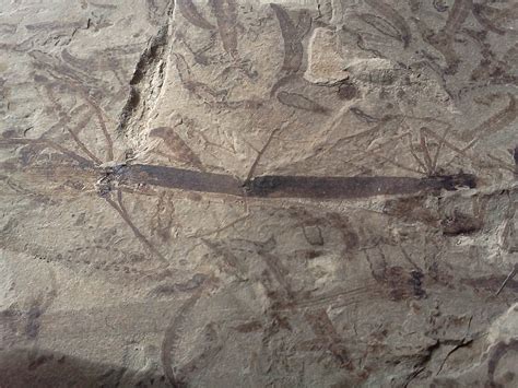 Is This A Fossilized Insect R Fossilid
