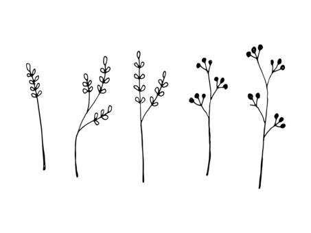 美丽的 Botanical 矢量和插图免费下载