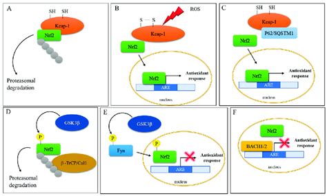 Schematic Representation Of Nrf2 Activation A Under Basal Download Scientific Diagram