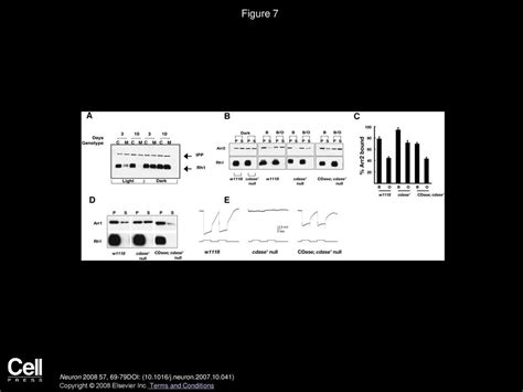 cell nonautonomous function of ceramidase in photoreceptor homeostasis