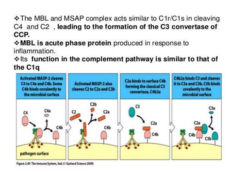 The Complement System PPT