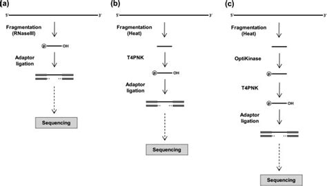 Alternative Fragmentation Methods A Rnaseiii Was Used For The Download Scientific Diagram
