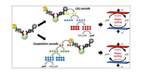 High Sensitivity Amperometric Dual Immunoassay Using Two Cascade Reactions With Signal