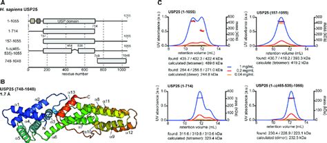 A Dimer Tetramer Equilibrium In Full Length Usp25 A Schematic Download Scientific Diagram