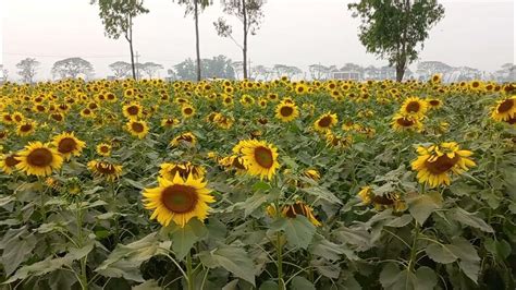 বিনামূল্যে সূর্যমুখী বীজ ও সার বিতরন করা হয়। Youtubevideo Youtube