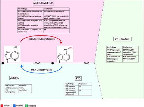 Summary Of Key Findings For The Role Of The Various Components Of The Download Scientific
