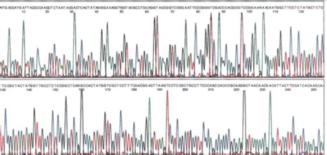 Ch Genetics Genomes And Positional Cloning Flashcards Quizlet