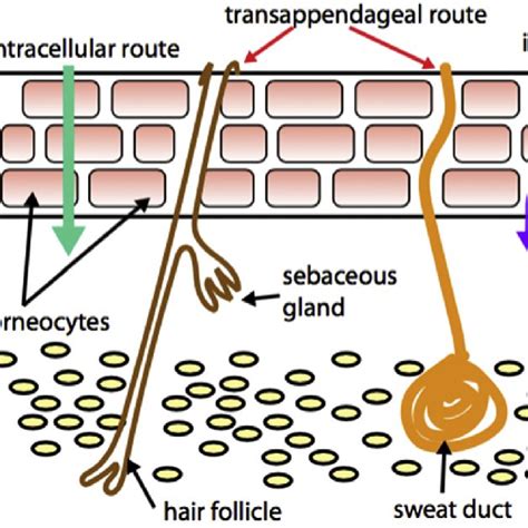 Structural Difference Between Sln And Nlc Download Scientific Diagram
