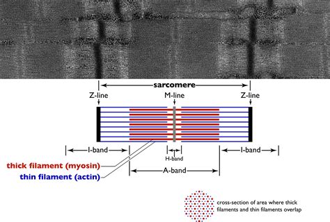 Sarcomere Wikipedia Skeletal Muscle Wikipedia