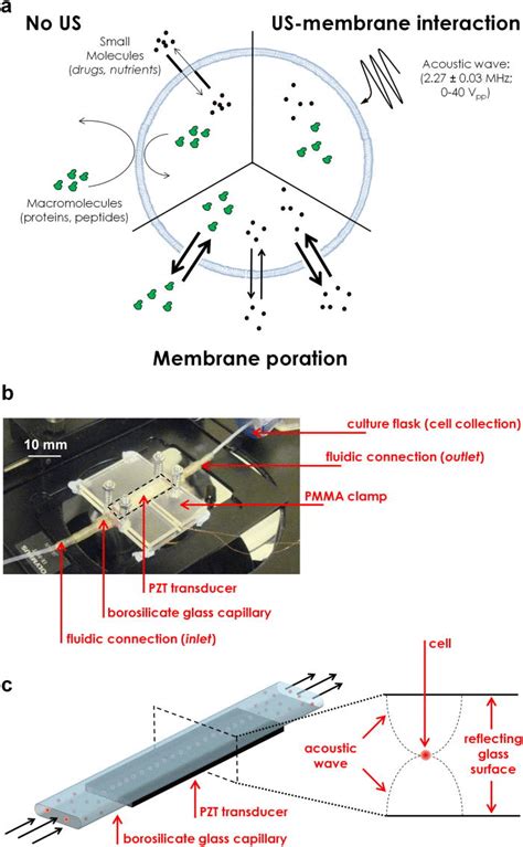 A Schematic Representation Of The Phenomena Under Investigation Download Scientific Diagram