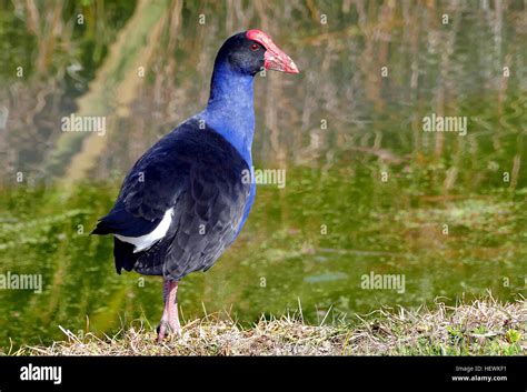 The Pukeko Also Known As The Purple Swamphen Porphyrio Porphyrio