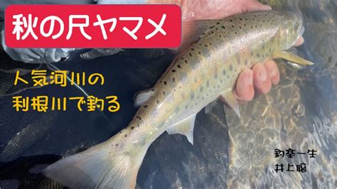 尺ヤマメ 人気河川の利根川で釣る YouTube