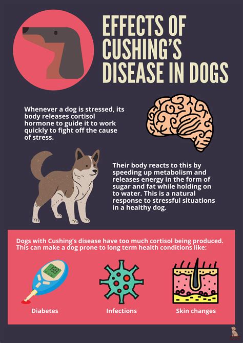 What Is Cushings Disease In Dogs At Ian Milligan Blog