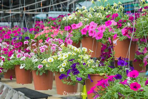 ไม้ดอกกระถางแขวน แสนสวย ปลูกเพิ่มความสดใสให้มุมสวย บ้านและสวน