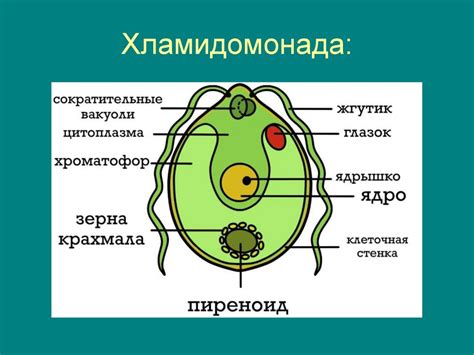 Изучение строения одноклеточных водорослей на примере хламидомонады и хлореллы Лабораторная