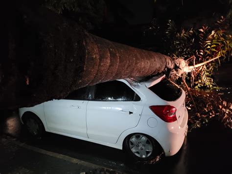 Chuva E Ventos Fortes Derrubam árvores E Causam Estragos Em Porto