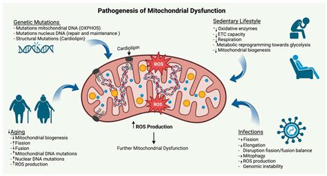 If You Have Mitochondrial Dysfunction Your Quality Of Life Will Literally Suck But What If I