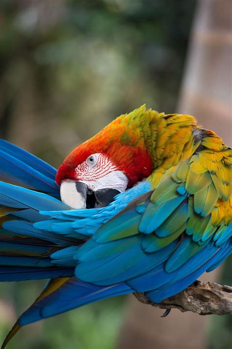 Scarlet Macaw Rainbow Free Photo On Pixabay Pixabay
