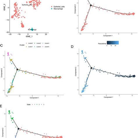 Cell Trajectory Analysis Of Gse112302 A Epithelial Cells And Download Scientific Diagram