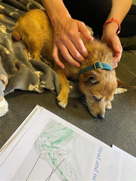 The Equine Lymphatic System And Equine Manual Lymph Drainage — Jessica